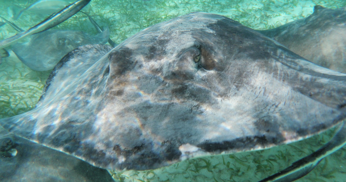 Cayo District 2021: Top 10 Tours & Activities (with Photos) - Things to ...