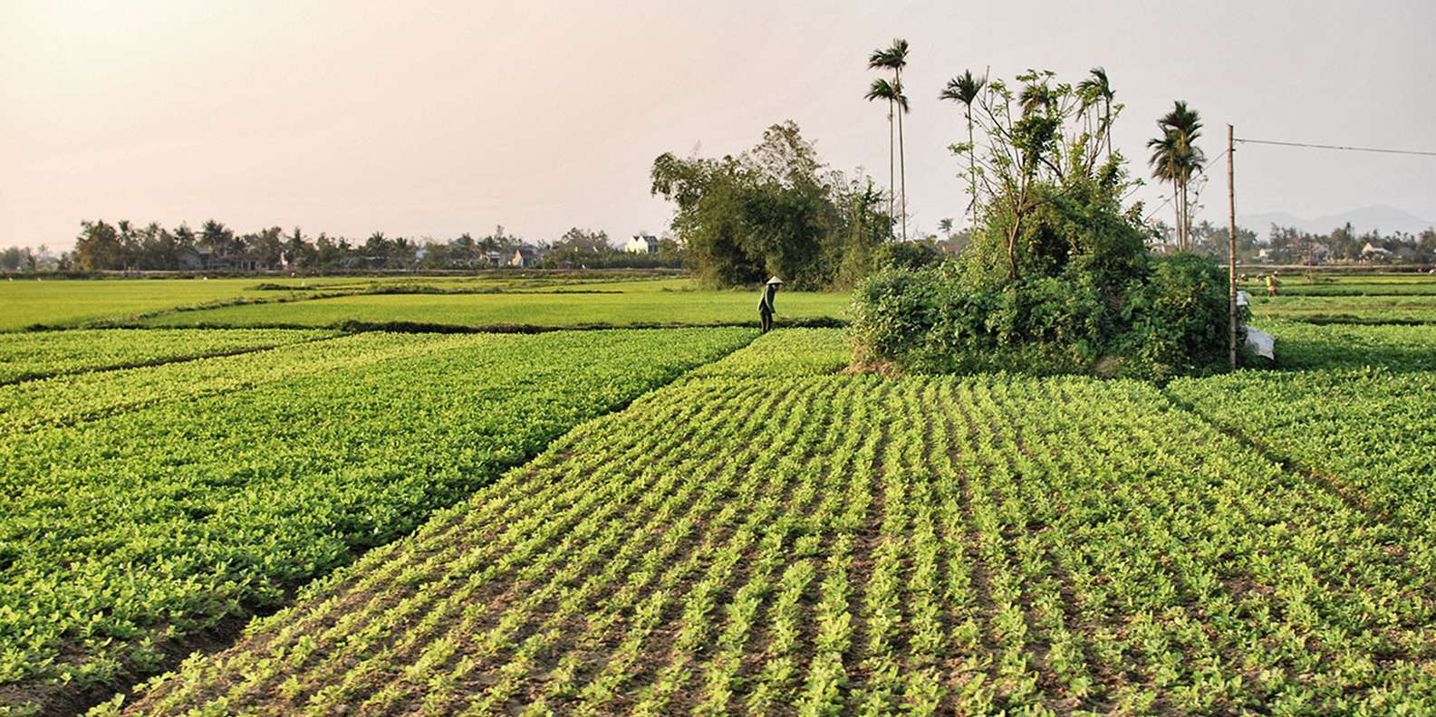 The BEST Tra Que Vegetable Village Workshops & classes 2023 - FREE ...