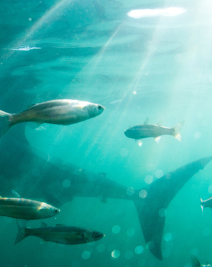 The BEST Gans Bay Tours and Things to Do in 2024 - FREE Cancellation ...