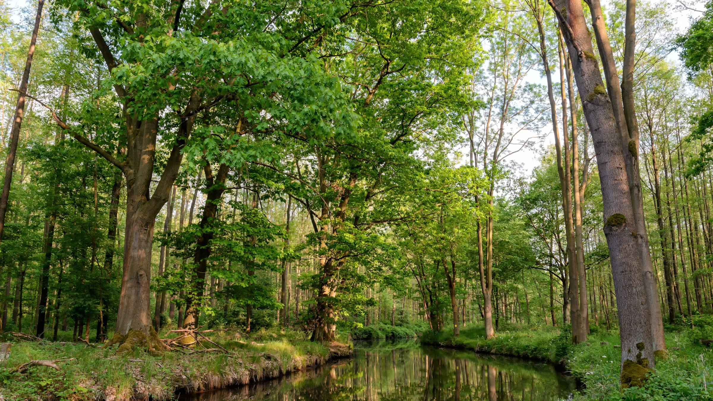Bosque del Spree Tours | GetYourGuide