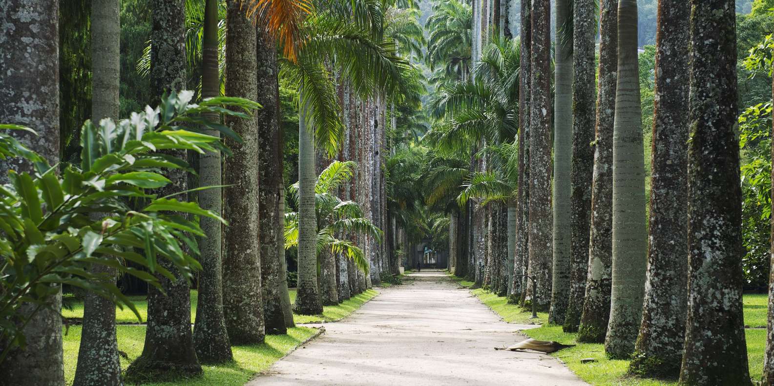 The BEST Botanical Garden, Rio de Janeiro Guided tours 2023 - FREE ...