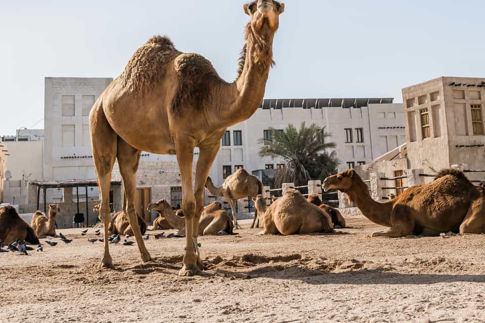 Corniche de Doha, Doha - Reserva de entradas y tours | GetYourGuide