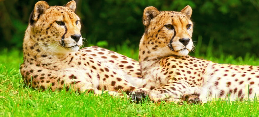 Chester Zoo, Chester - Book Tickets & Tours | GetYourGuide