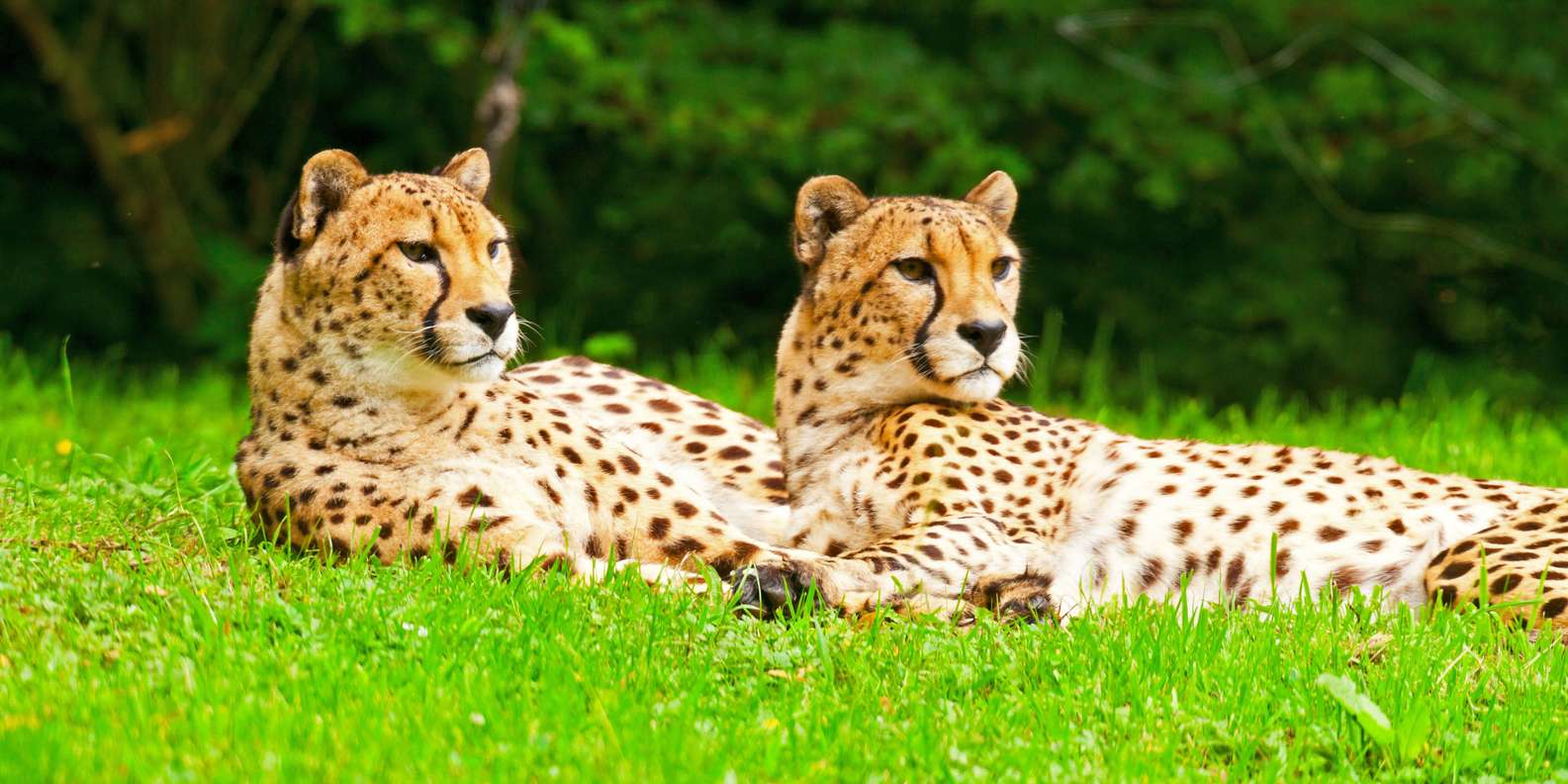 Chester Zoo, Chester - Book Tickets & Tours | GetYourGuide