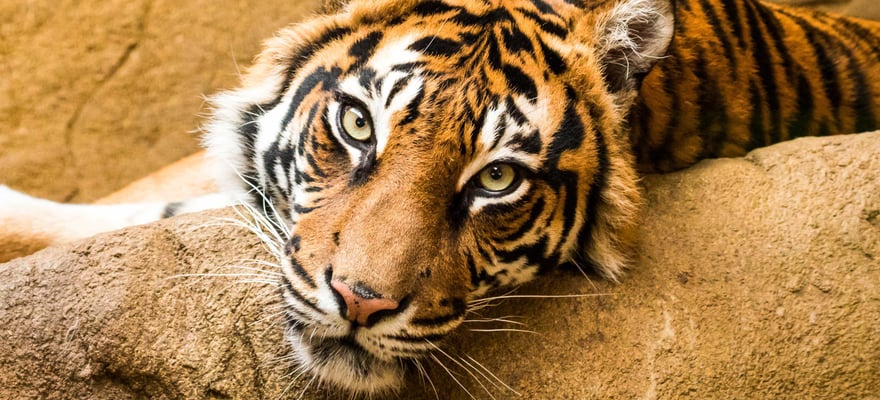 Zoo Santo Inácio, Oporto - Reserva de entradas y tours | GetYourGuide