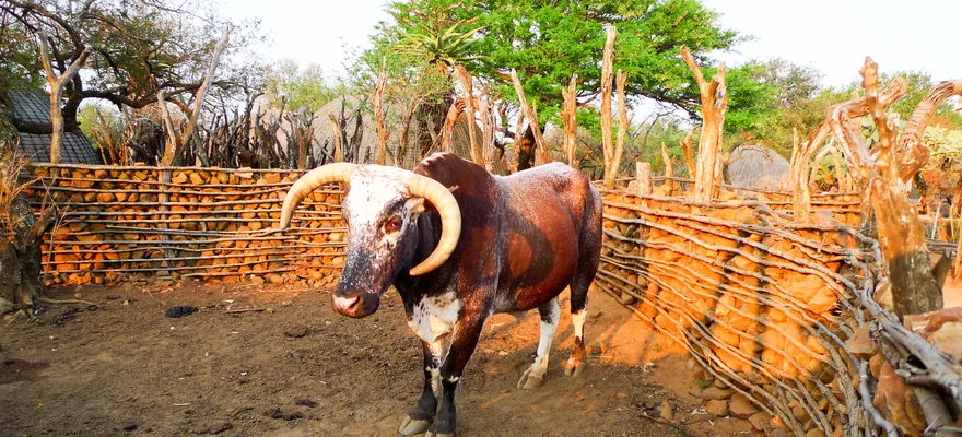 Shakaland, Durban - Book Tickets & Tours | GetYourGuide