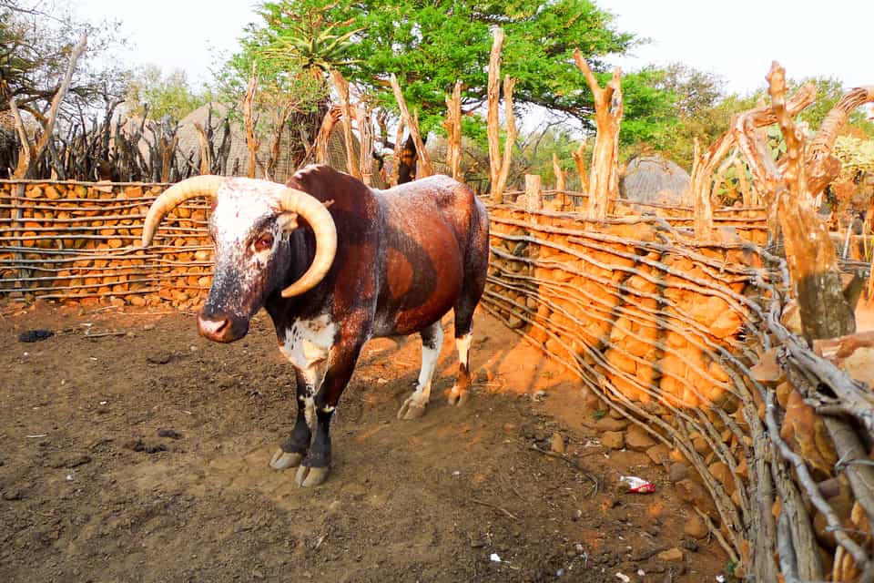 Phansi Museum, Durban - Book Tickets & Tours | GetYourGuide