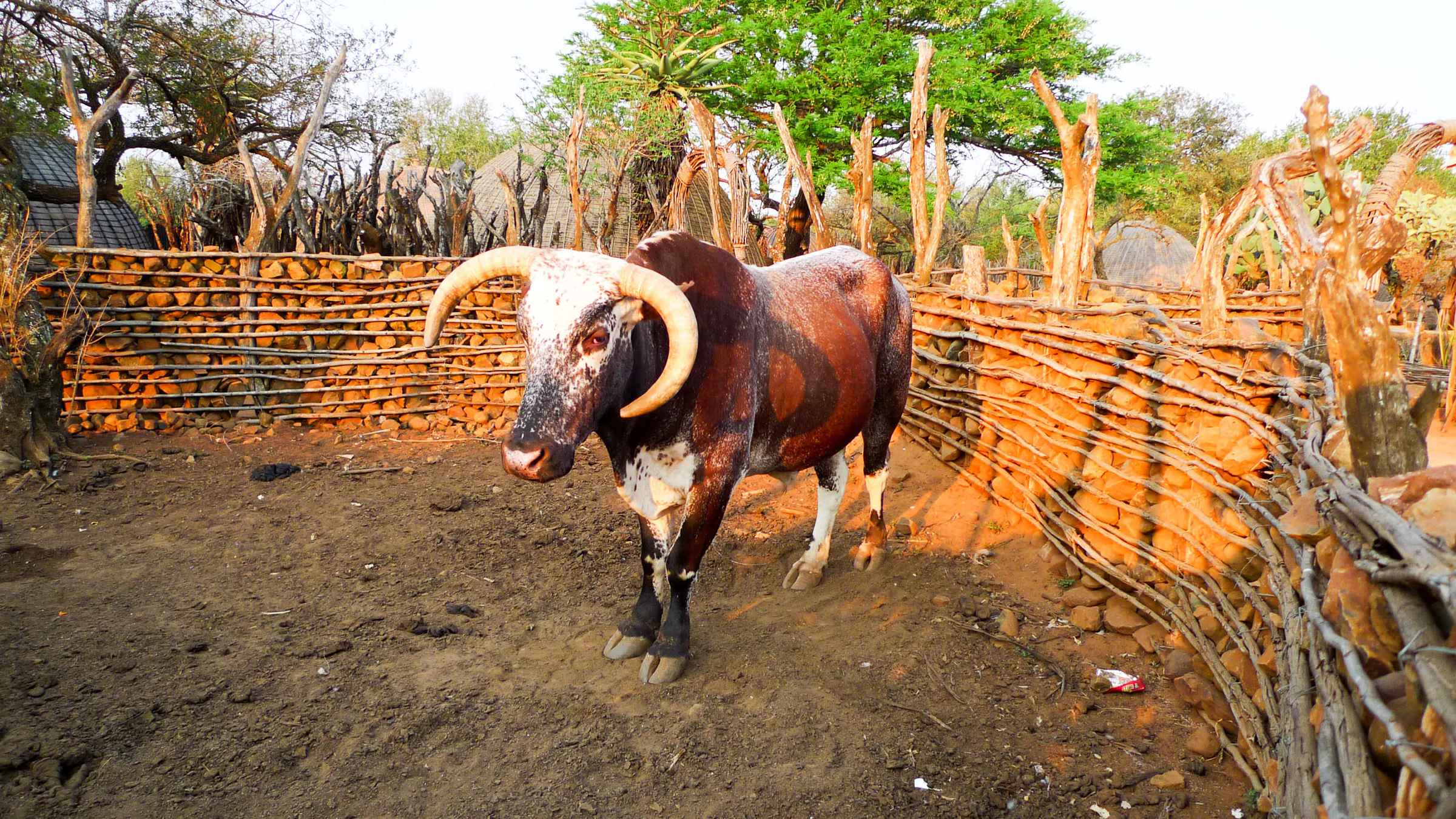 The BEST Shakaland Tours 2022 - FREE Cancellation | GetYourGuide