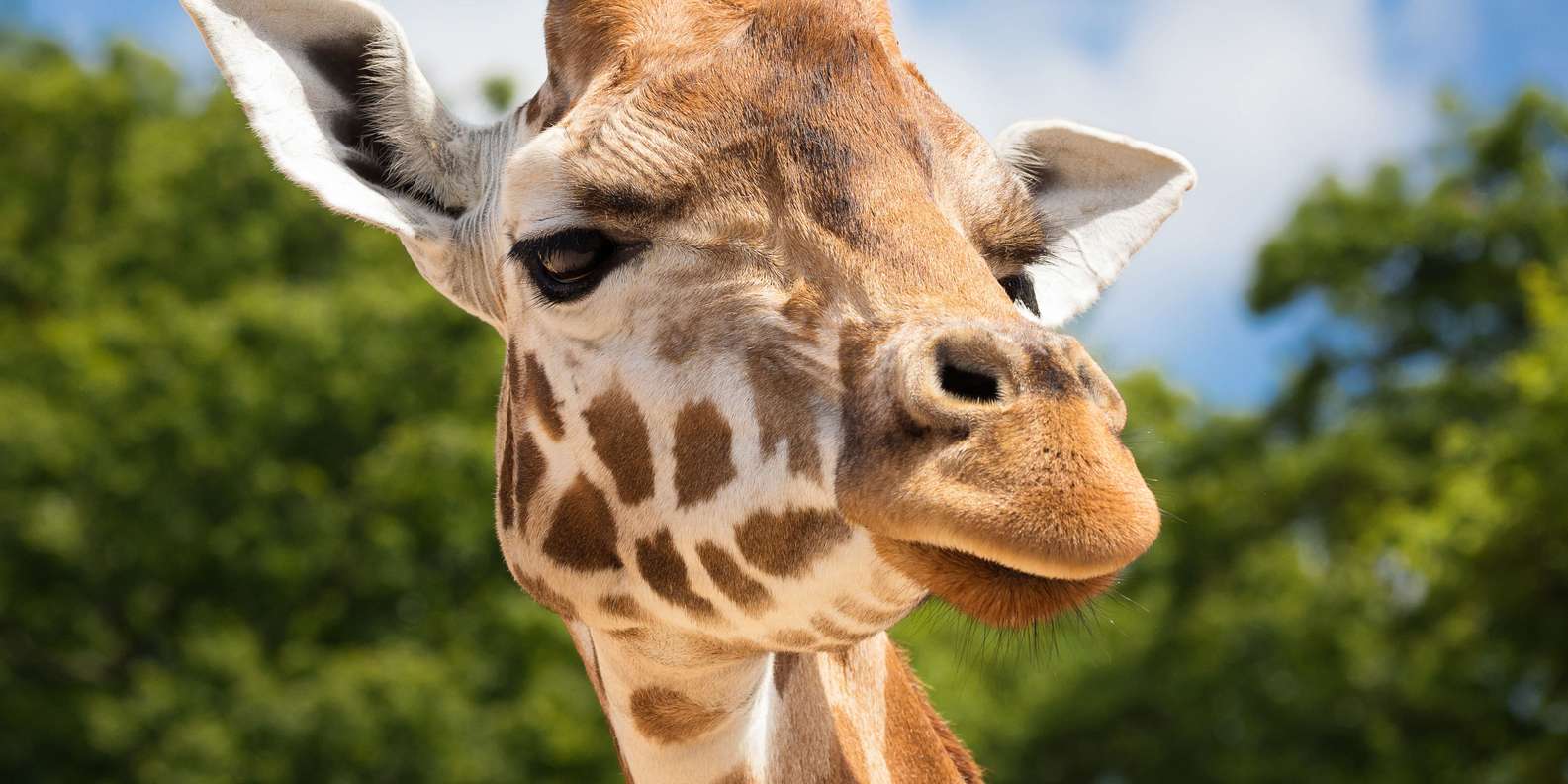 Emirates Park Zoo Tickets de entrada: lo MEJOR de 2023 - Cancelación ...