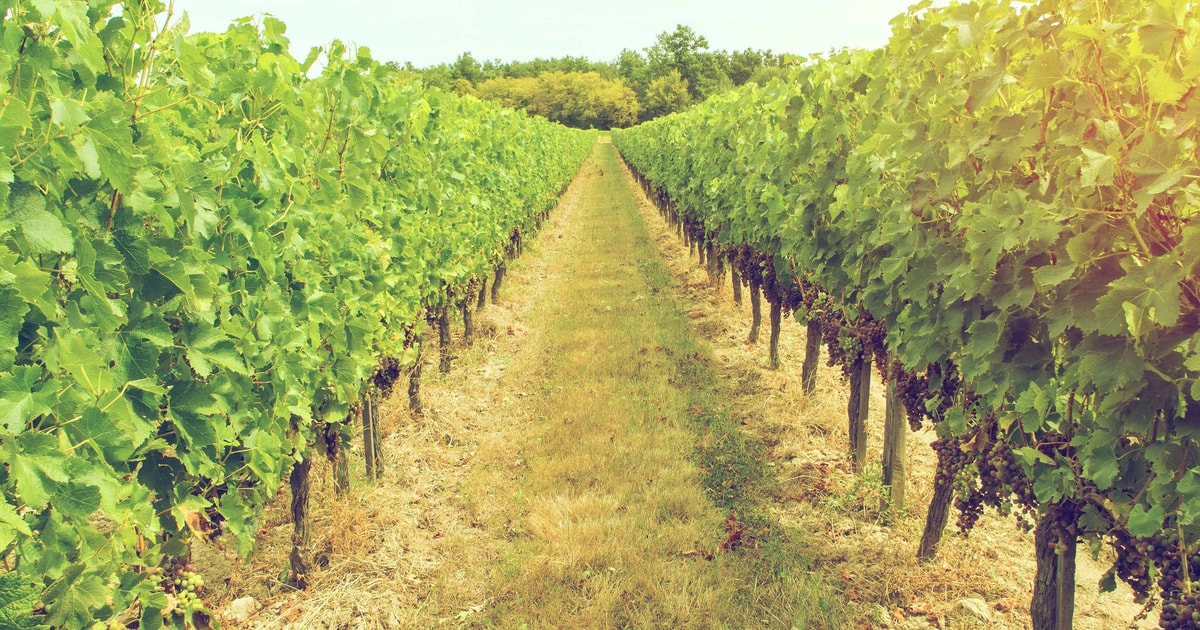 Graves, Bordeaux, Bordeaux - Book Tickets & Tours | GetYourGuide.com