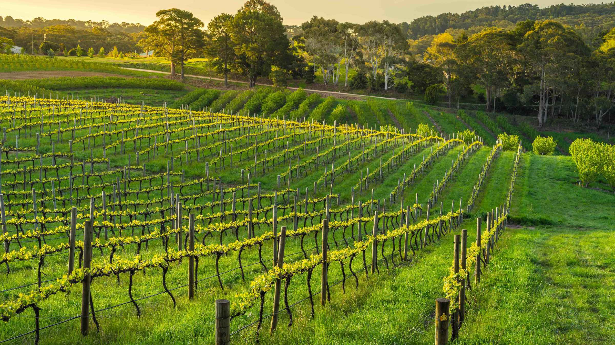 Adelaide Hills 2021 Top 10 Tours Activities with Photos Things
