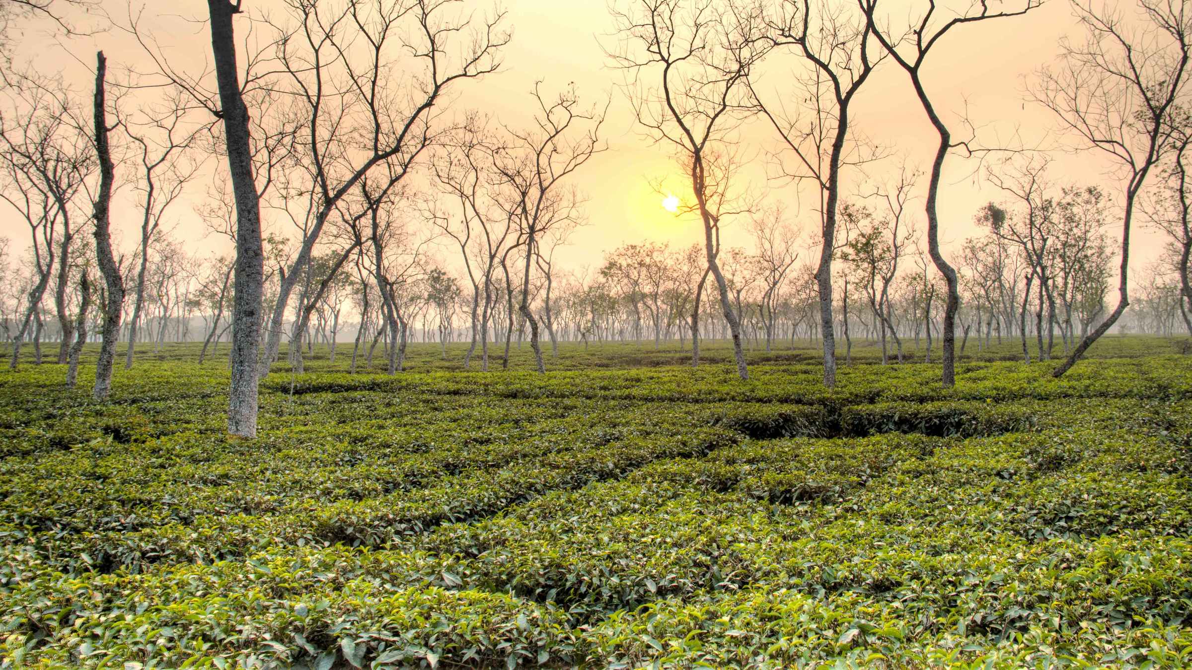 Sreemangal Upaliza Actividades al aire libre: lo MEJOR de 2022 ...