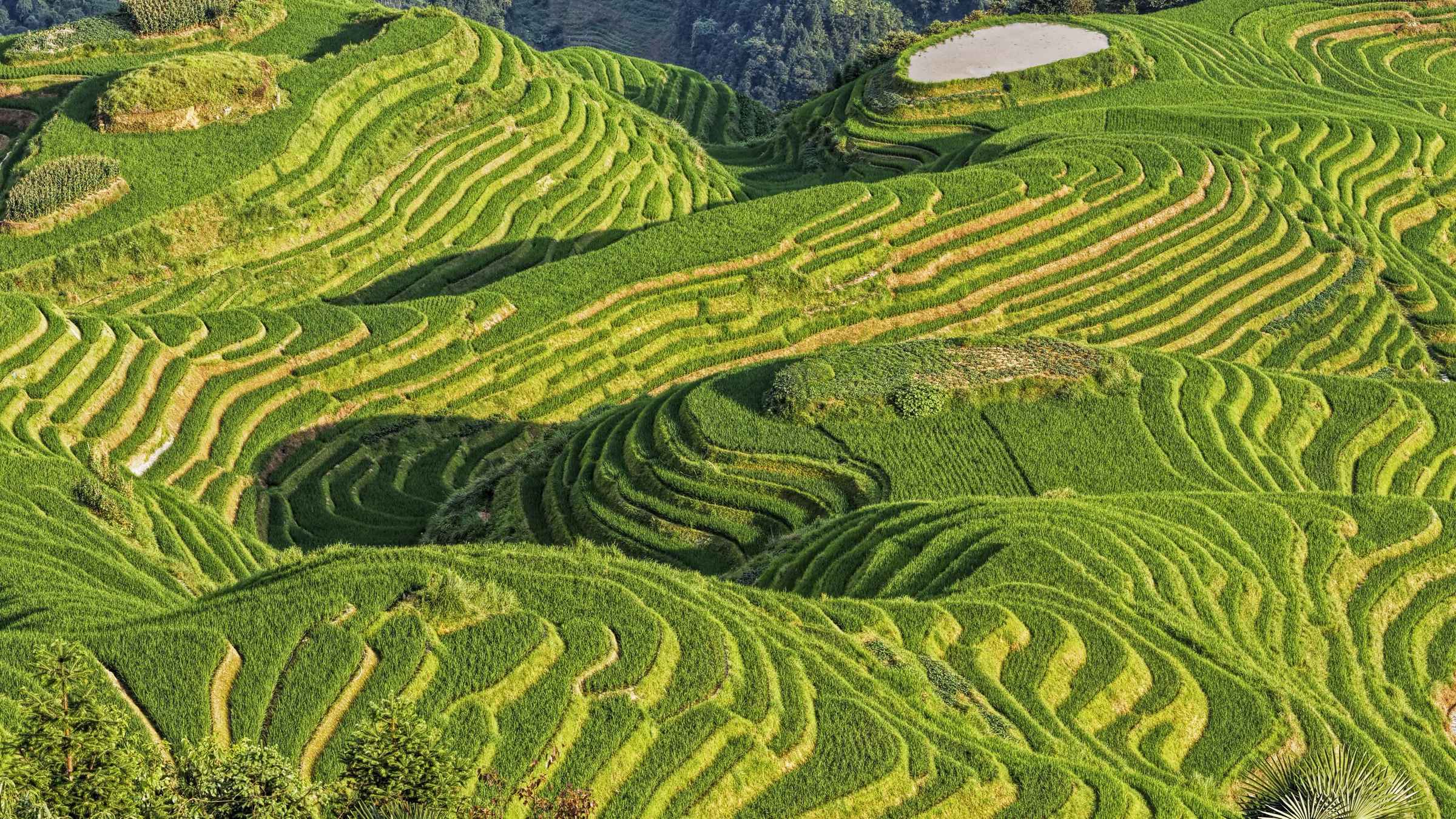 Risaie a terrazza di Longsheng tickets - Guilin - Prenotazione bigliet