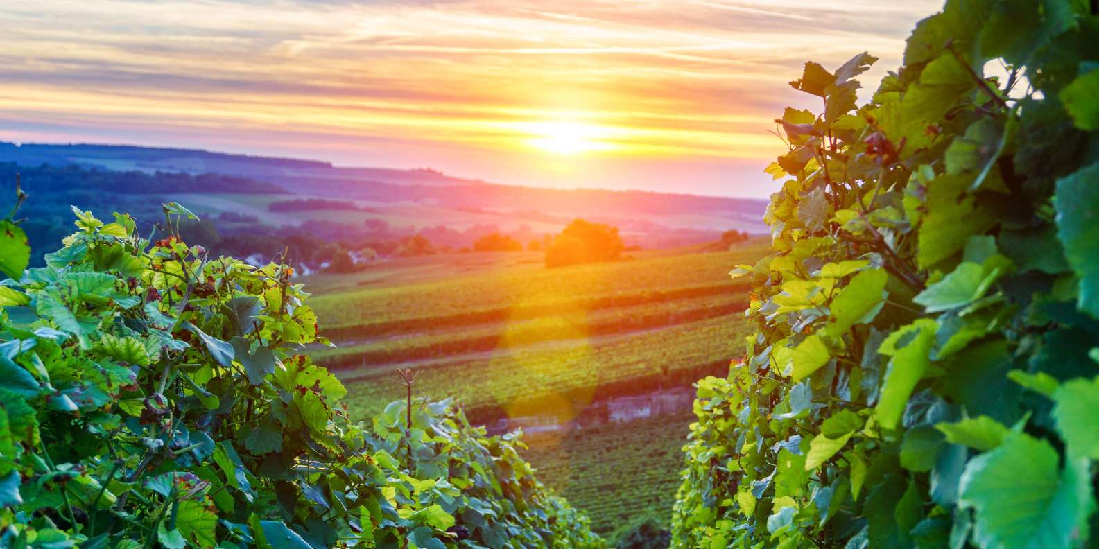 Cité du Champagne, Ay - Book Tickets & Tours | GetYourGuide