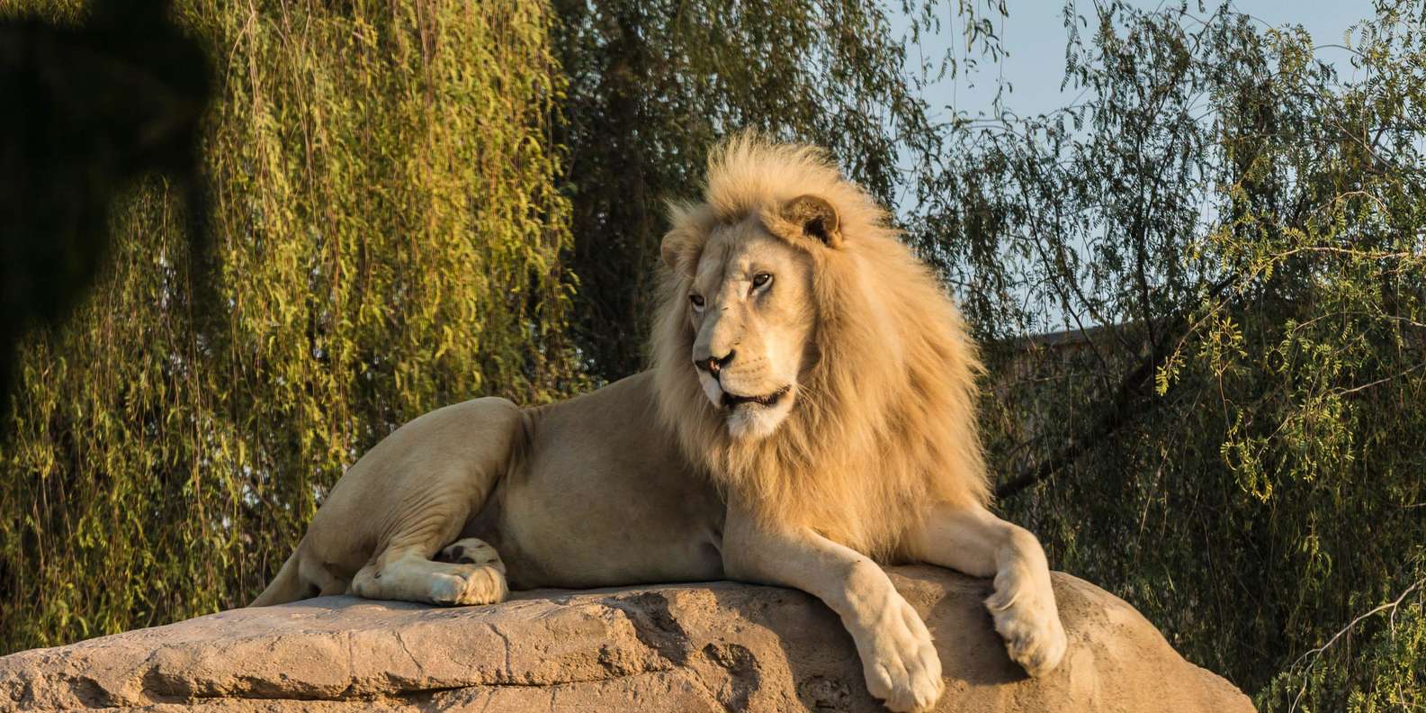 The BEST Al Ain Zoo Museums & exhibitions 2023 - FREE Cancellation ...