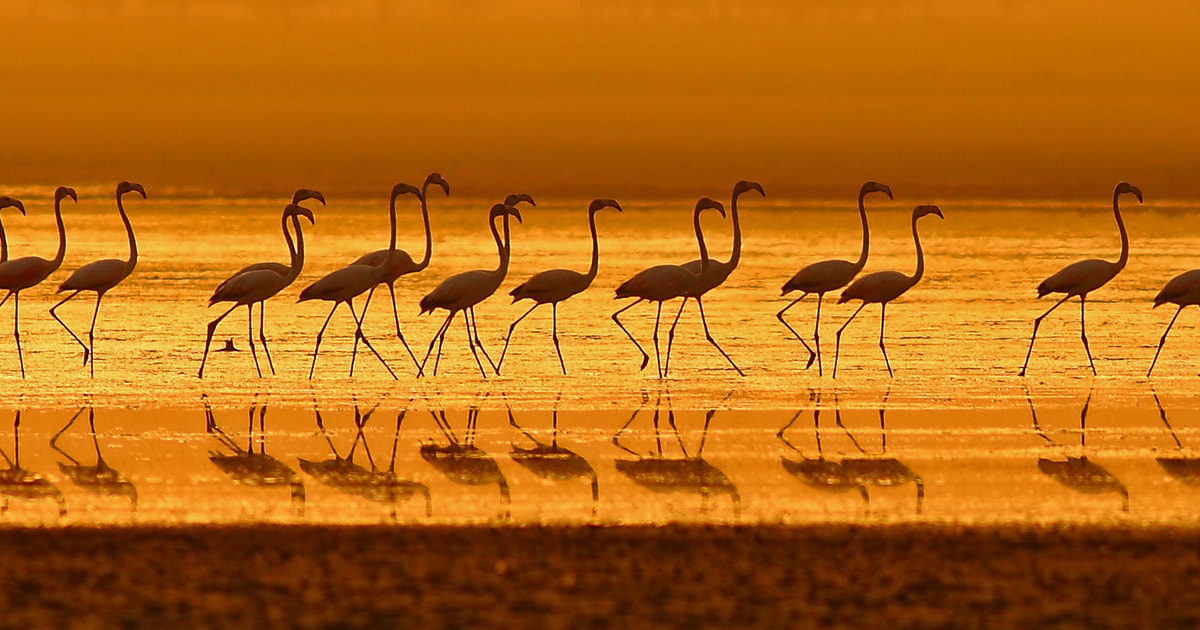 The Camargue 2020: Top 10 Tours & Activities (with Photos) - Things to ...