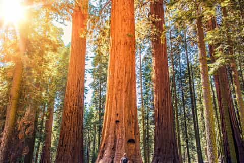 De BESTE Wandel- & trektochten in Nationaal Park Sequoia van 2024 ...