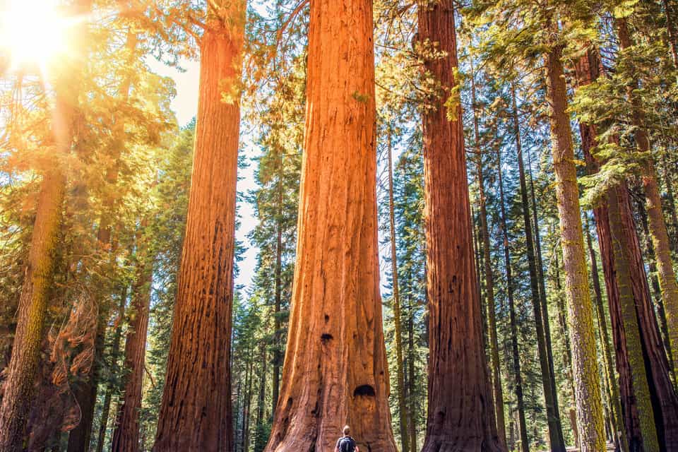 General Sherman Tree, Tulare County - Reserva de entradas y tours ...