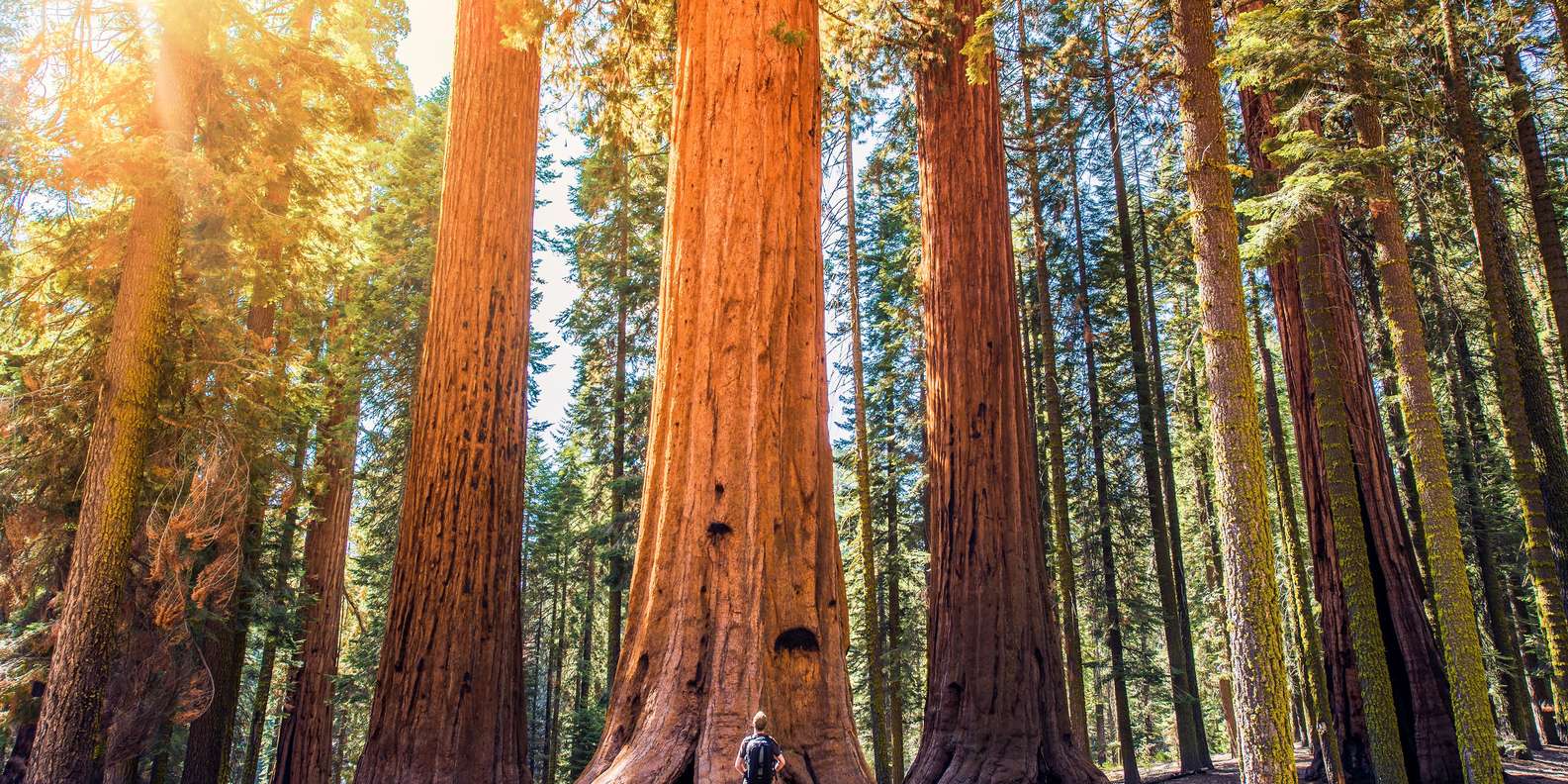 Dagtrip vanuit Nationaal Park Sequoia | GetYourGuide