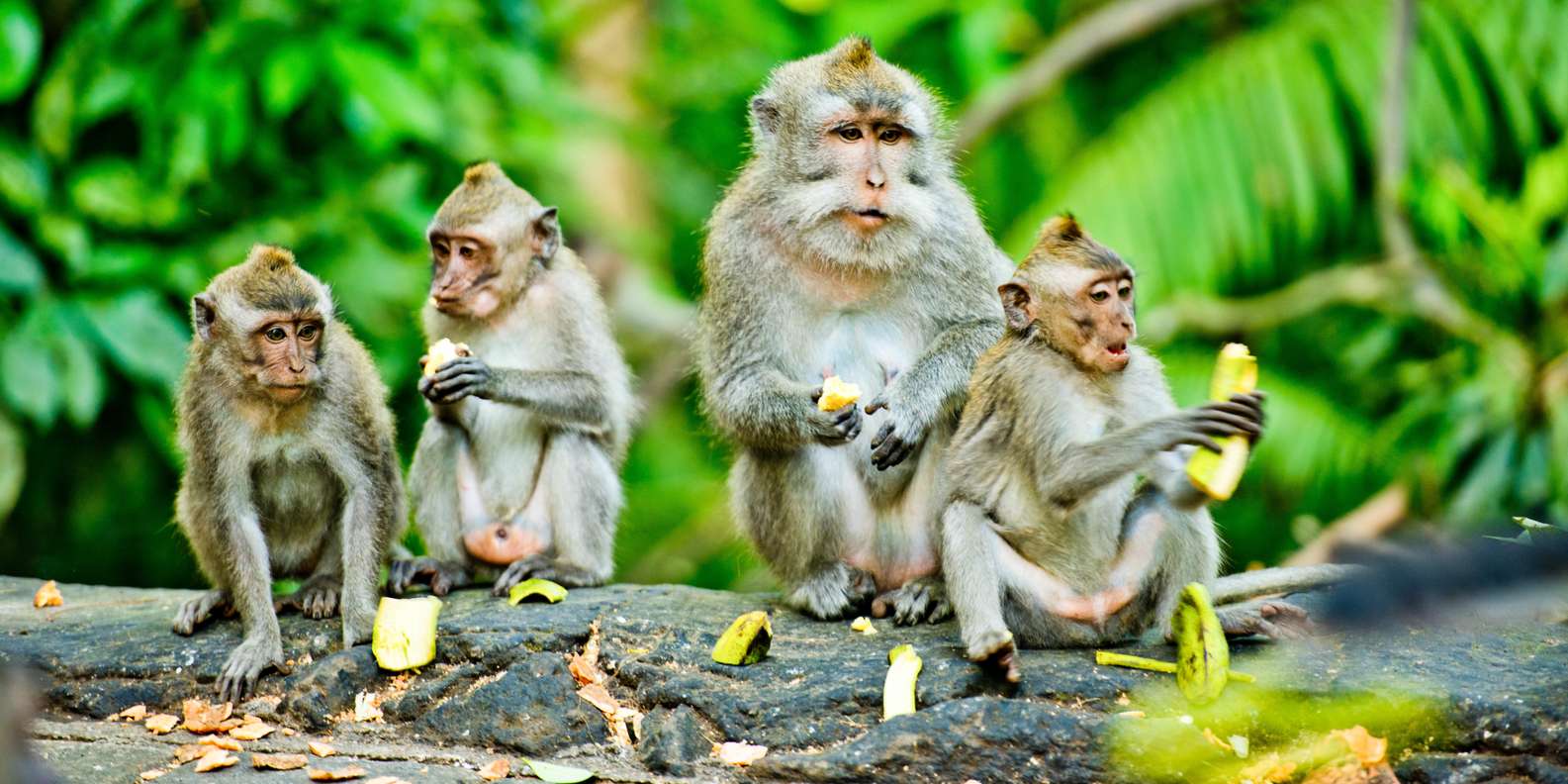 Pusuk Monkey Forest, Malaka - Book Tickets & Tours | GetYourGuide