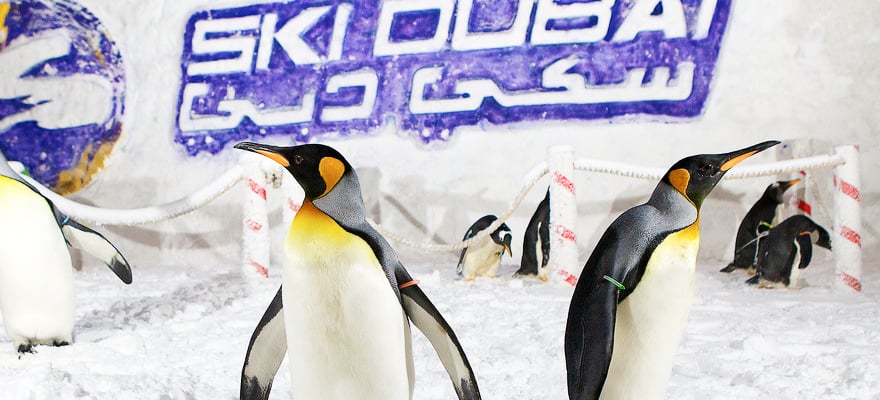 Snow Penguins, Ski Dubai, Dubai - Book Tickets & Tours | GetYourGuide