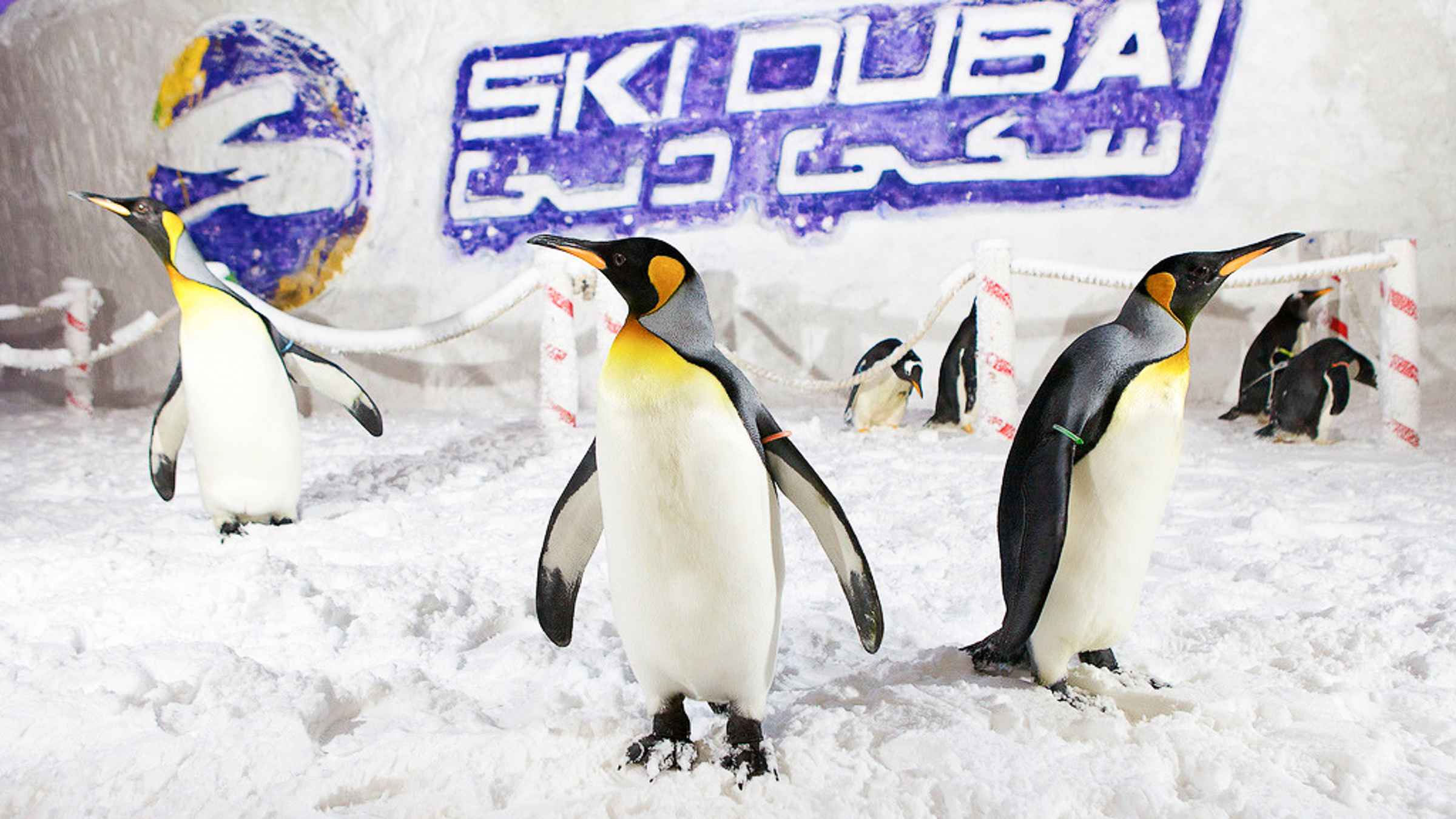 Snow Penguins, Ski Dubai Extreme Sports & Adrenaline | GetYourGuide