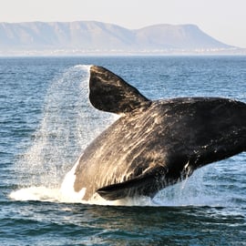 The BEST Hermanus Tours and Things to Do in 2023 - FREE Cancellation ...