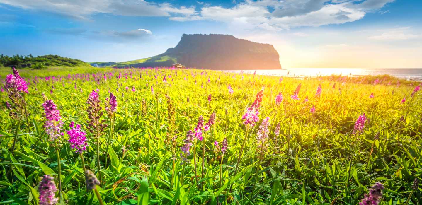 The BEST Jeju Sightseeing 2023 - FREE Cancellation | GetYourGuide