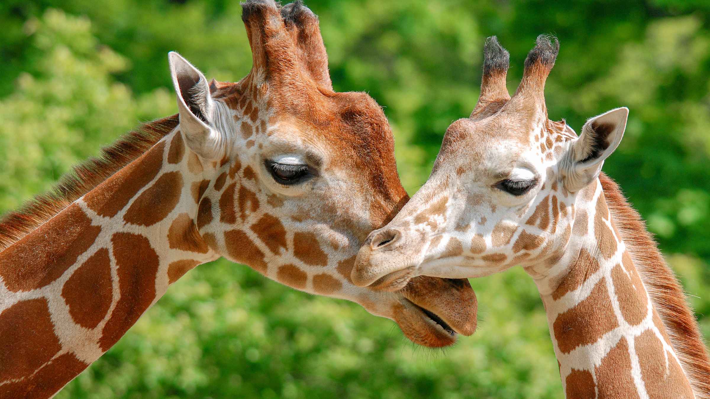 Werribee Open Range Zoo, Victoria, Australia - Book Tickets & Tours