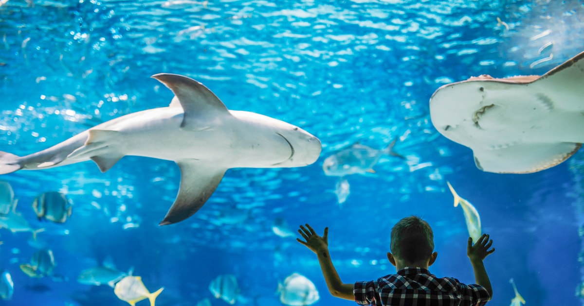 Sea Life Sydney Aquarium, Sydney - Tickets & Eintrittskarten ...