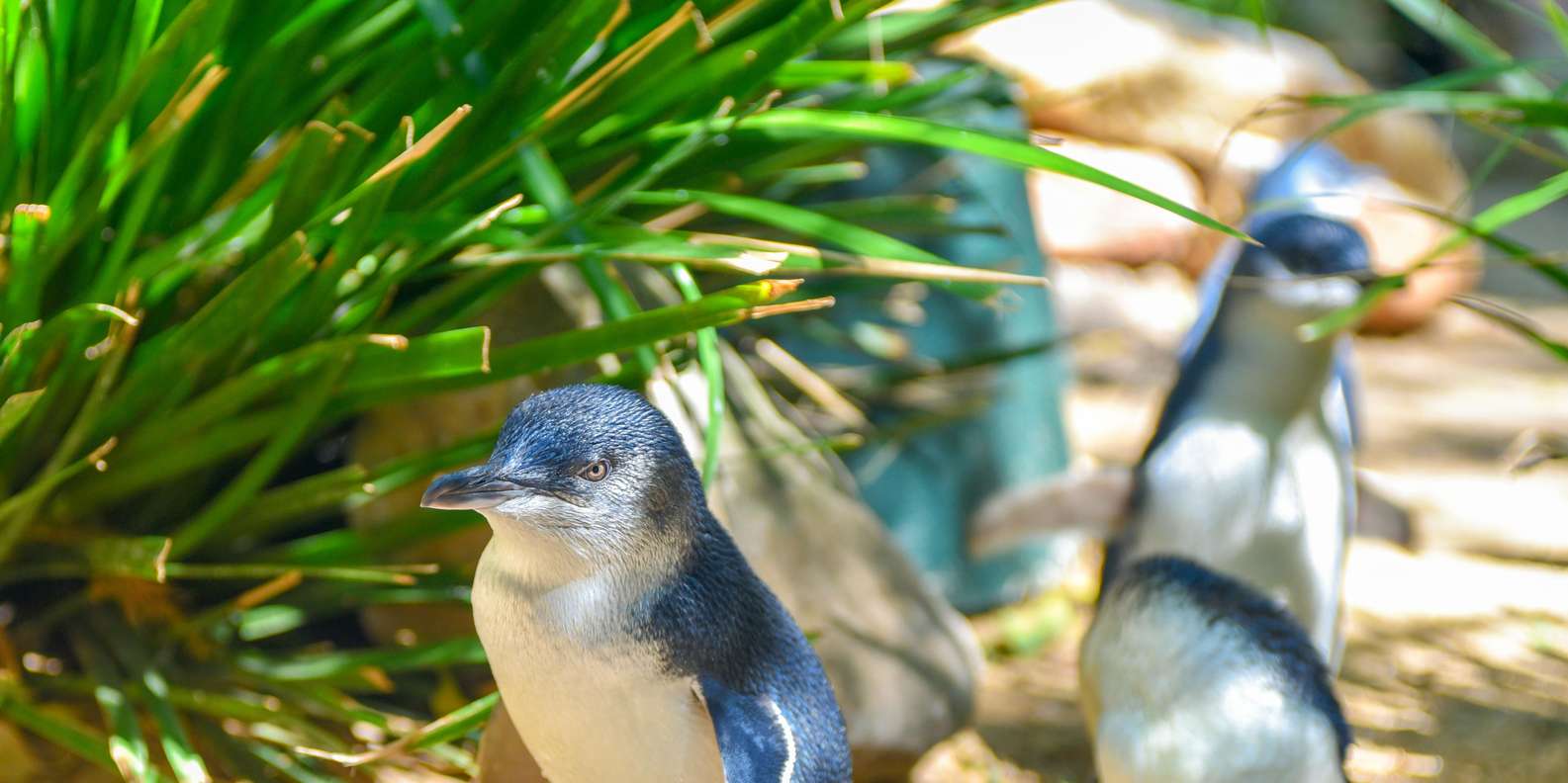 The BEST Penguin Island Garden & park tours 2023 - FREE Cancellation ...