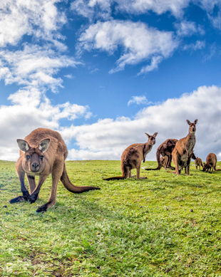 Isola dei Canguri: i MIGLIORI tour - Cose da fare nel 2024 ...