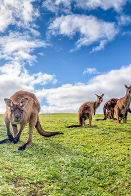 Wyspa Kangura: NAJLEPSZE wycieczki i atrakcje w 2024 r. – DARMOWA ...