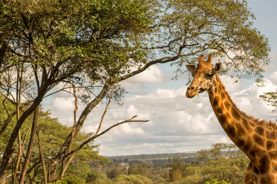 Nyama Choma Ranch, Nairobi, Nairobi - Tickets & Eintrittskarten ...