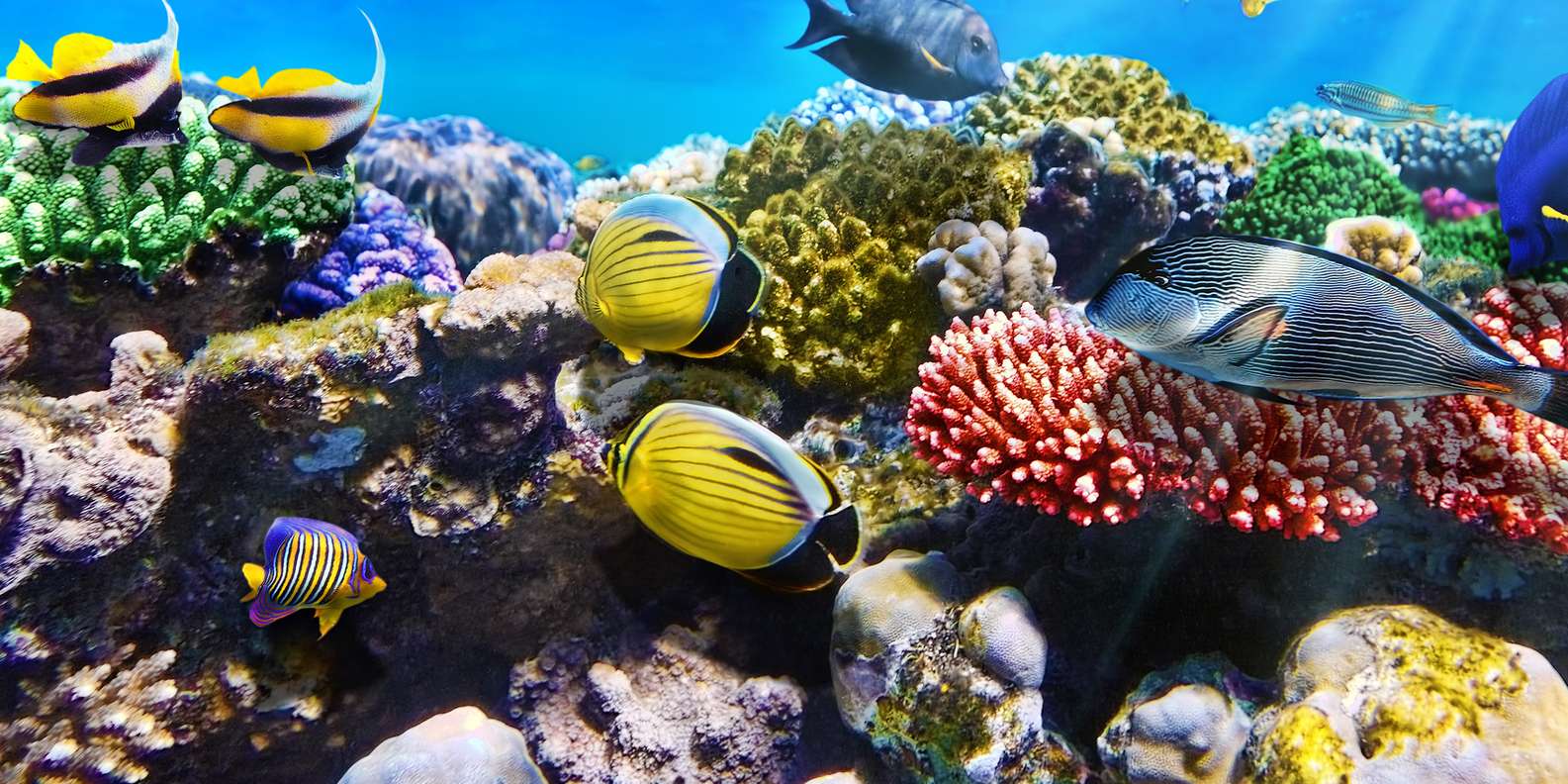 The BEST Maui Ocean Center Activities 2023 - FREE Cancellation ...