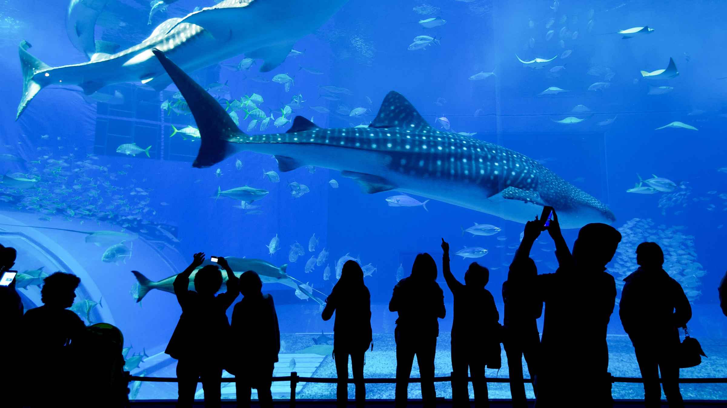Aquarium Of The Pacific Tickets GetYourGuide Aquarium Of The Pacific Tickets GetYourGuide