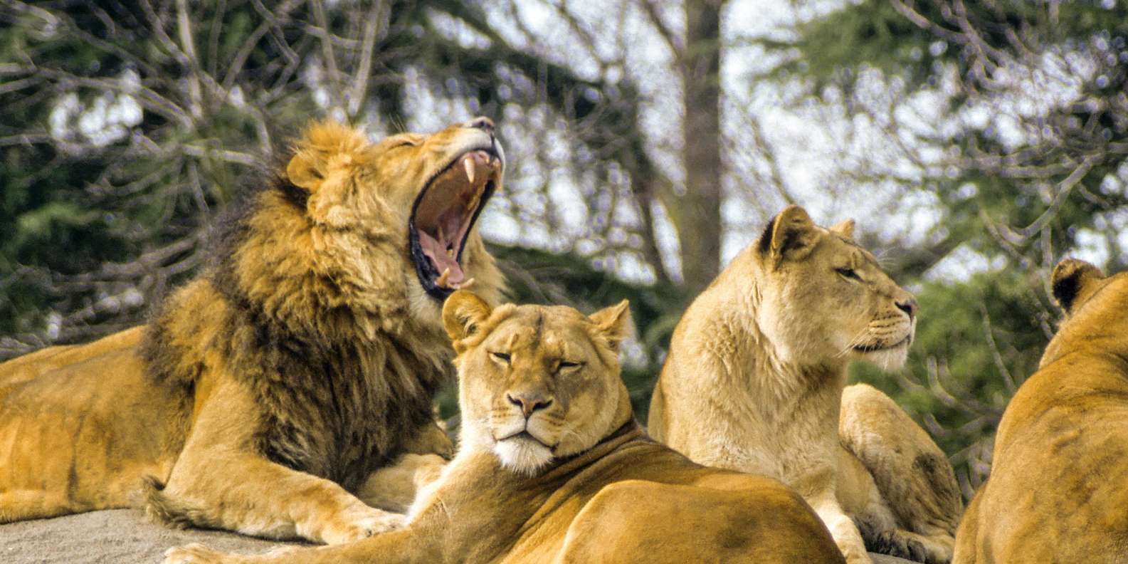 The BEST Woodland Park Zoo Outdoor activities 2023 - FREE Cancellation ...