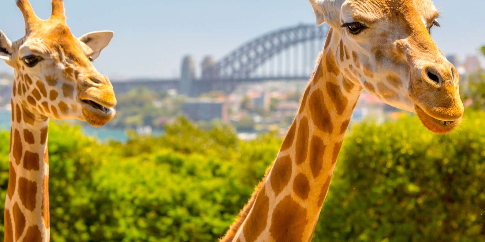 The BEST Taronga Zoo Entry tickets 2023 - FREE Cancellation | GetYourGuide
