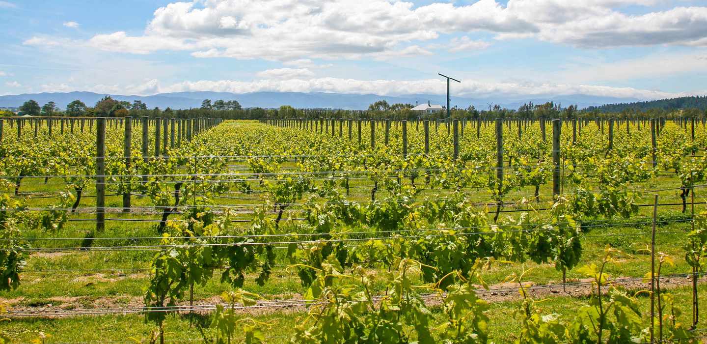 The BEST Martinborough Sightseeing 2024 - FREE Cancellation | GetYourGuide