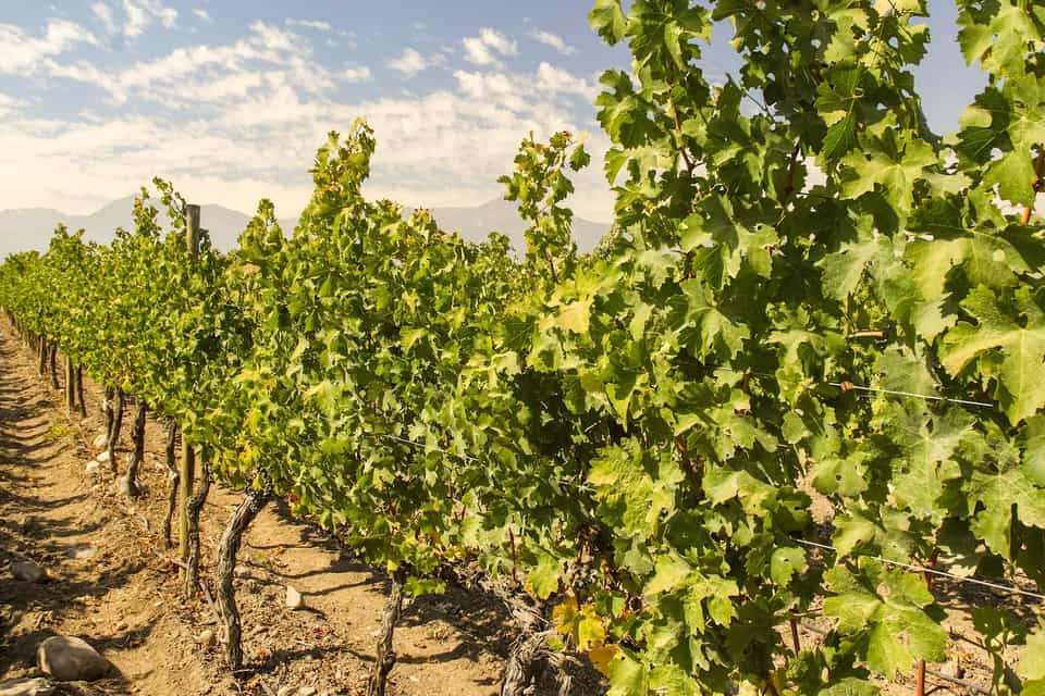 Casillero del Diablo, Pirque, Pirque, Chile - Book Tickets & Tours ...