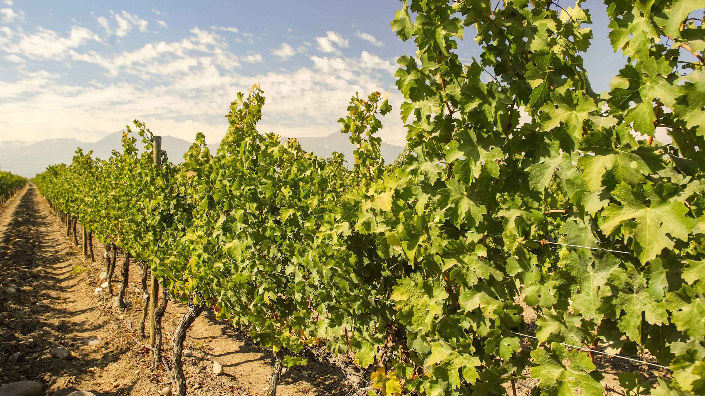 Concha y Toro, Santiago de Chile, Santiago de Chile - Reserva de entra