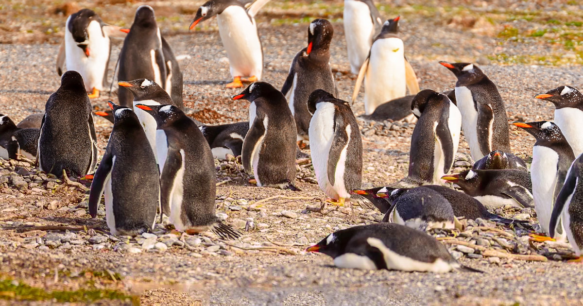 Isla Martillo, Ushuaia - Reserva de entradas y tours | GetYourGuide.es