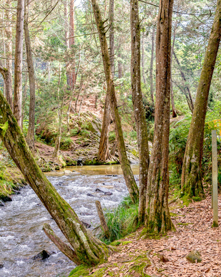 Parque Arví, Medellín - Reserva de entradas y tours | GetYourGuide