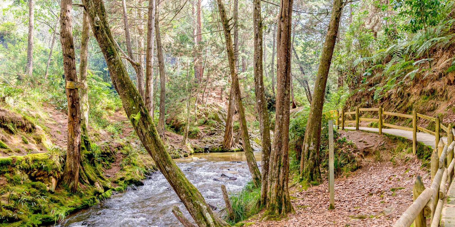 Parc Arví, Medellín - Réservez des tickets pour votre visite | GetYourGuide
