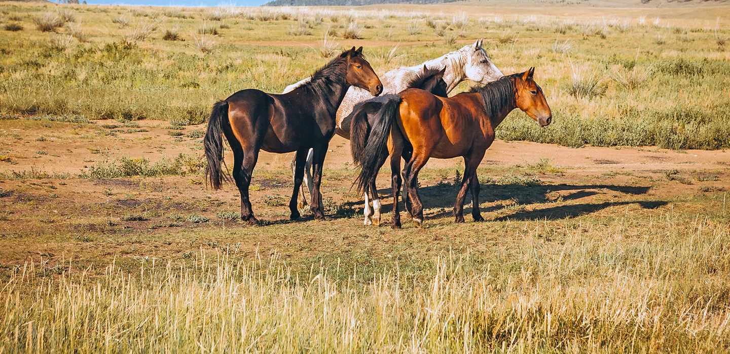 TOP Teksas Zwiedzanie 2024 – DARMOWA rezygnacja | GetYourGuide