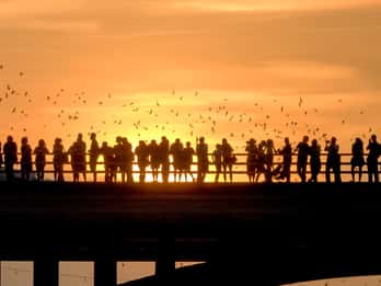 Book Tickets & Tours: Austin Visitor Center 2021 | GetYourGuide