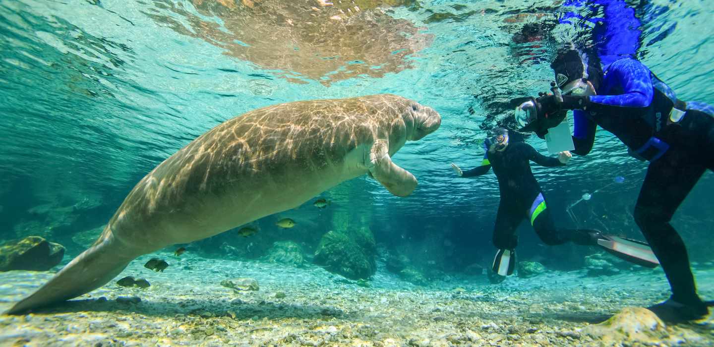 The BEST Crystal River Outdoor sports 2024 - FREE Cancellation ...