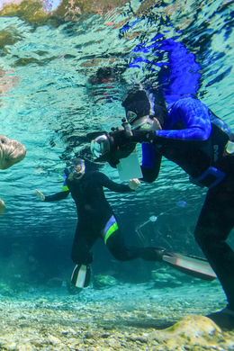 The BEST Crystal River Tours and Things to Do in 2024 - FREE ...