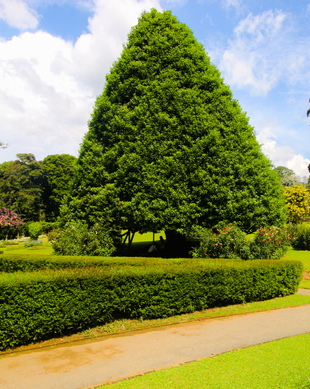Royal Botanic Gardens, Kandy, Kandy - Book Tickets & Tours | GetYourGuide