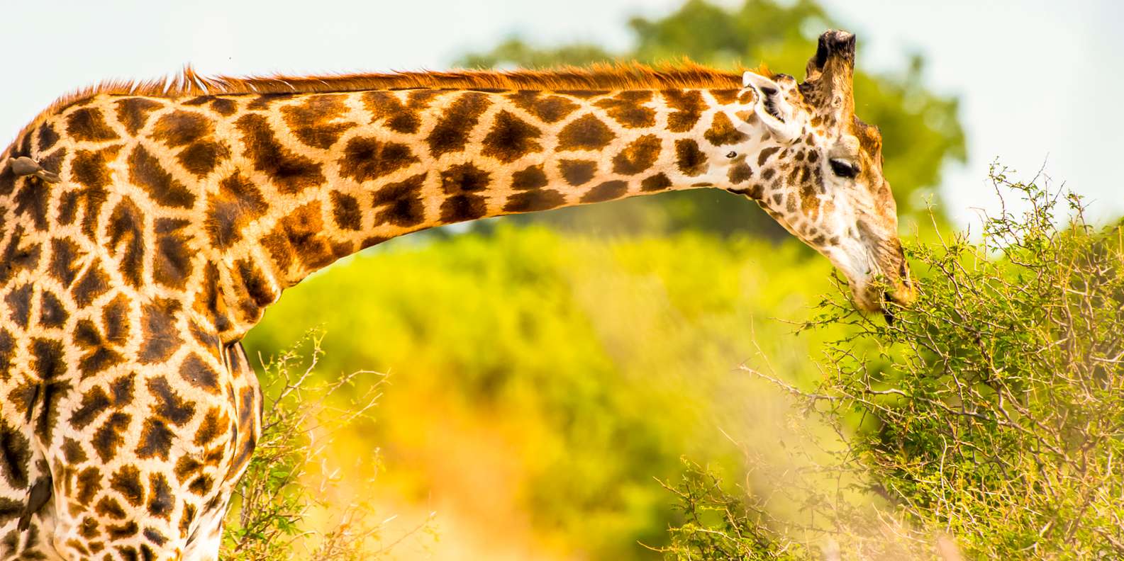 The BEST Moremi Game Reserve Sunset tours 2023 - FREE Cancellation ...